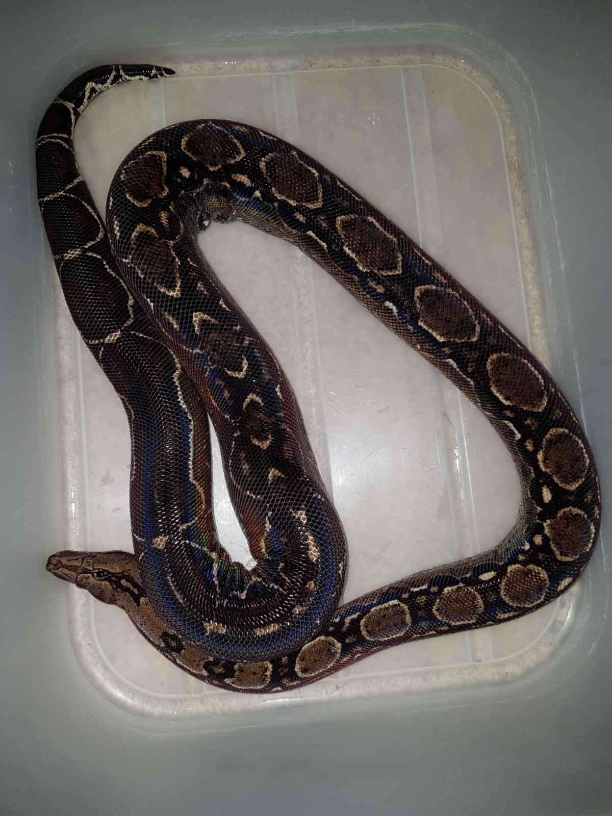 Black boa constrictor - nipodadd